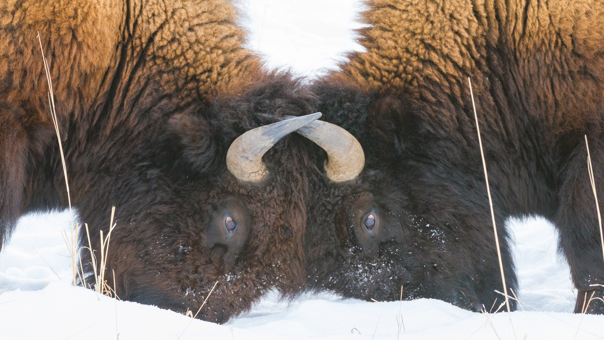 The Jack Bayles Difference - Team399.com