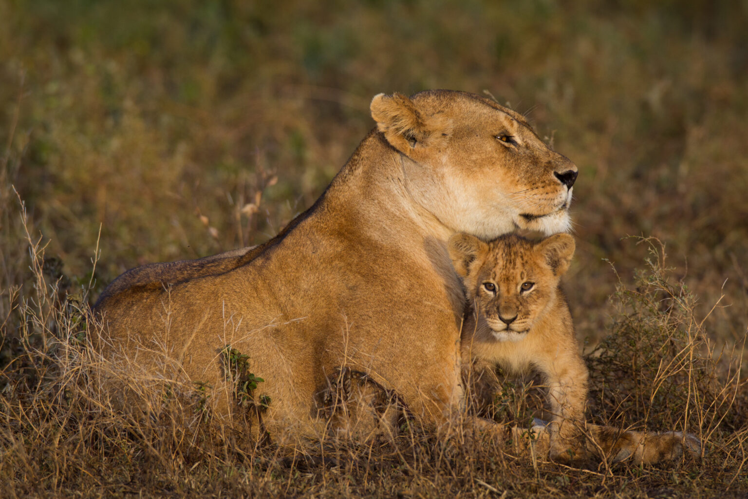 A Mother's Love - Team399 With Jack Bayles