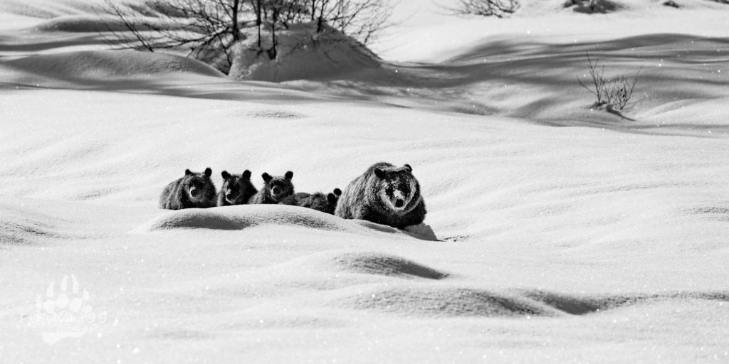 Rounding Third - Team399 With Jack Bayles